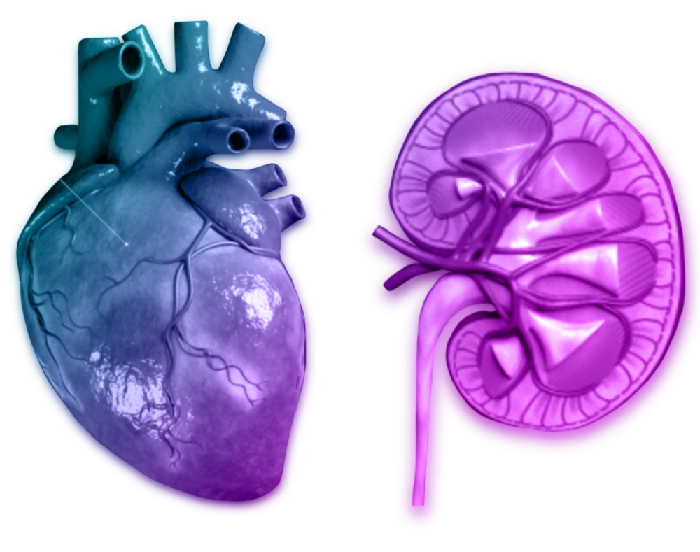 Korvitax - Optimizing intra-renal hemodynamics, enhancing perfusion